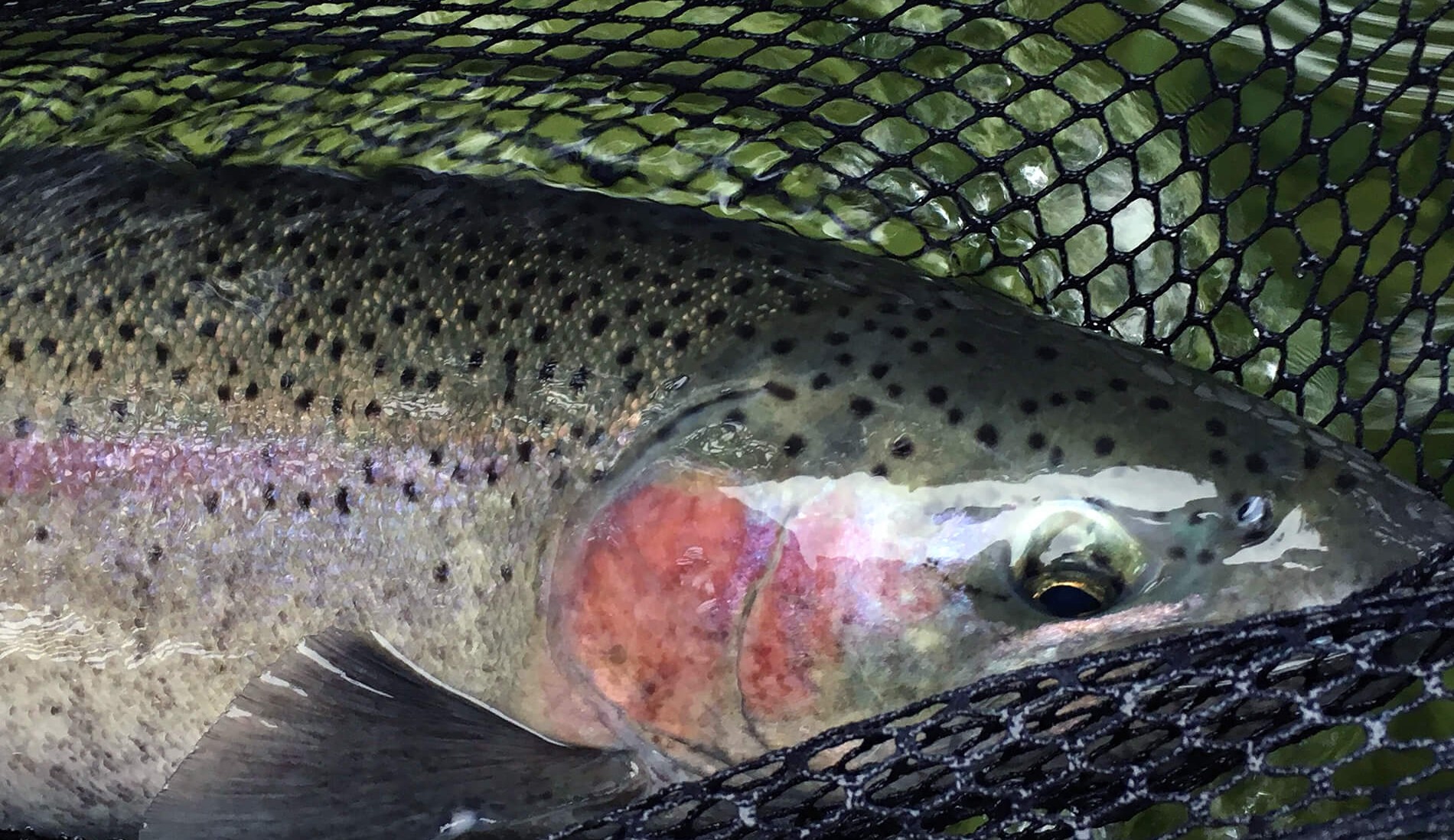 BC Steelhead Stocks in Crisis | B.C. Wildlife Federation