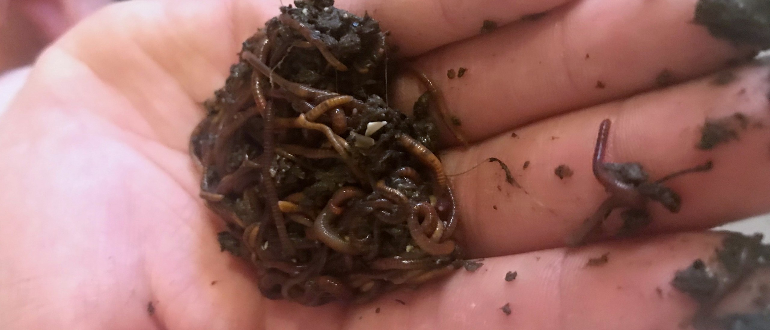 Homegrown Worms: An Angler's Guide | B.C. Wildlife Federation