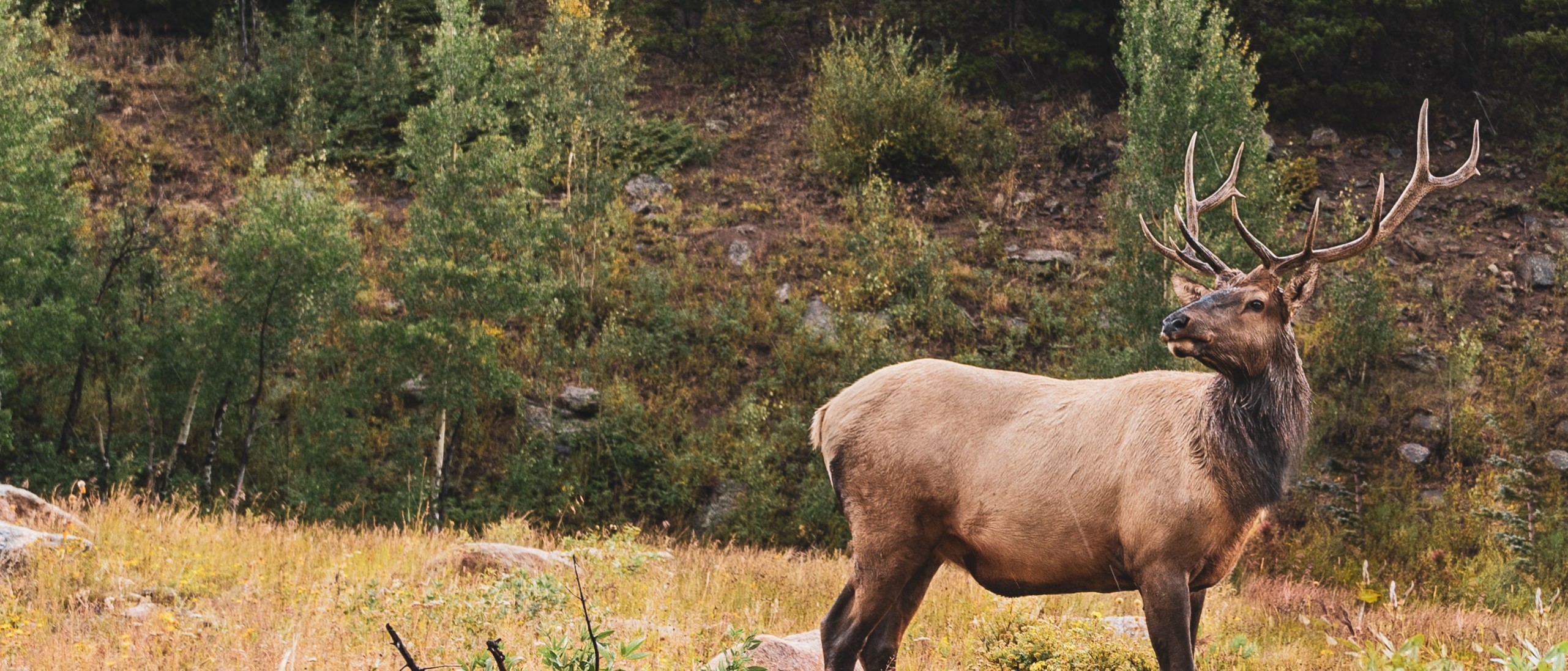 Integrated carnivore-ungulate management: a case study in west-central ...