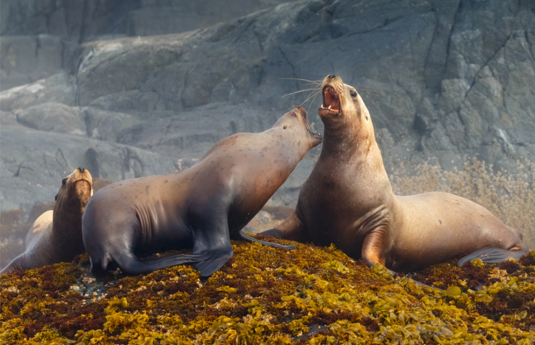 Impacts of Pinniped Predation on BC Salmon | B.C. Wildlife Federation