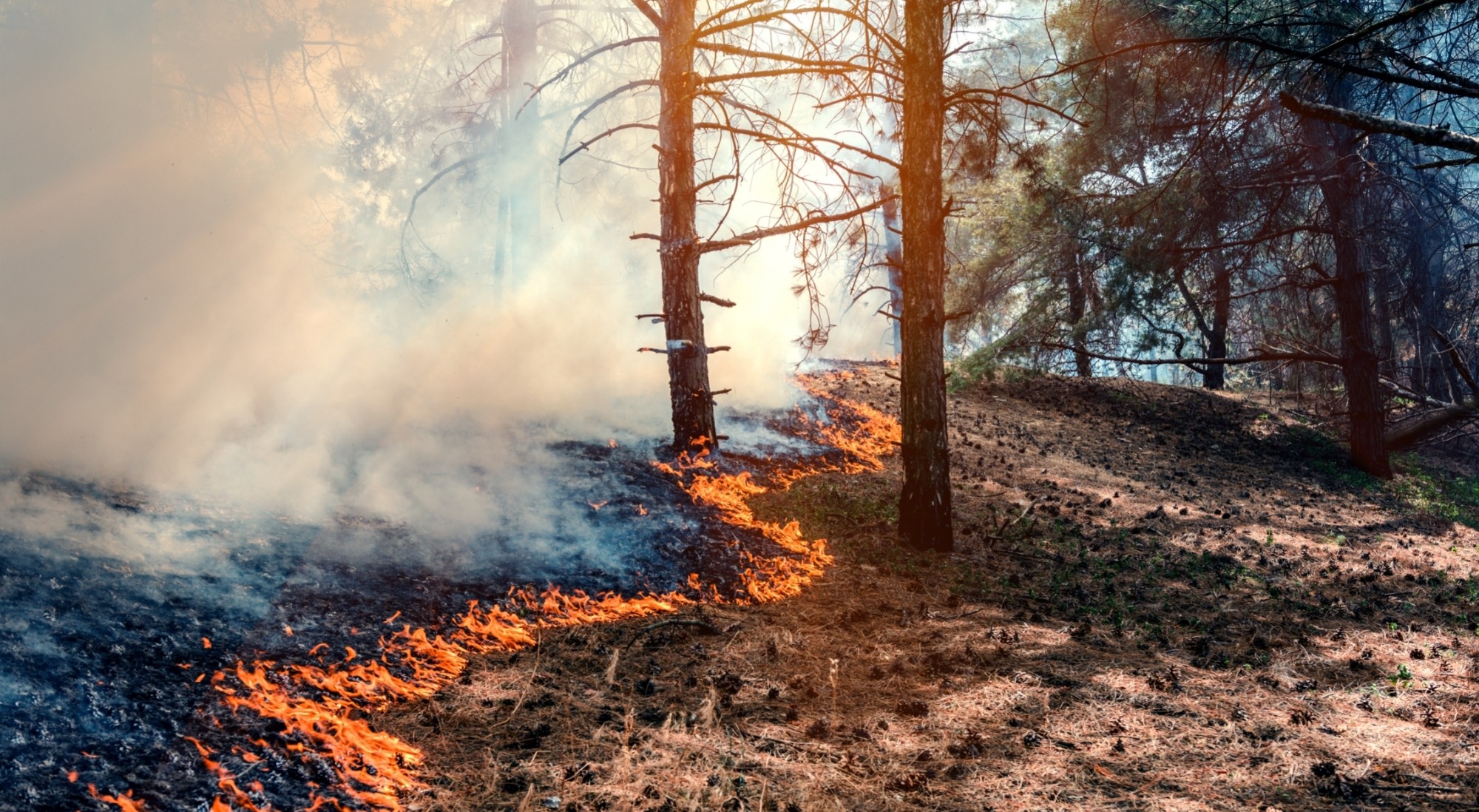 What about after the wildfires? | B.C. Wildlife Federation