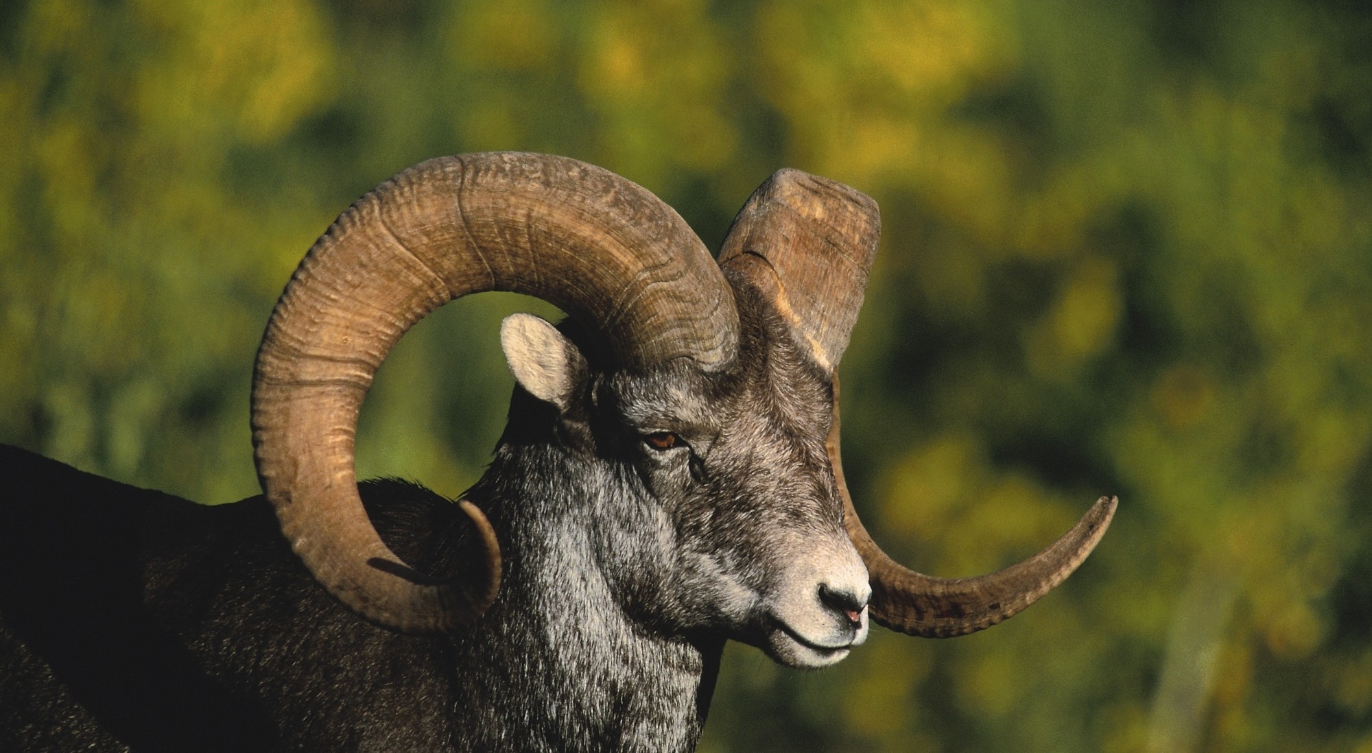 BCWF strongly recommends harvesting "full curl" rams over eight years ...