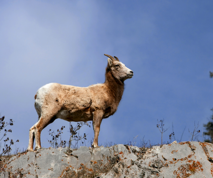 When does selective hunting lead to evolutionary change and what (if ...