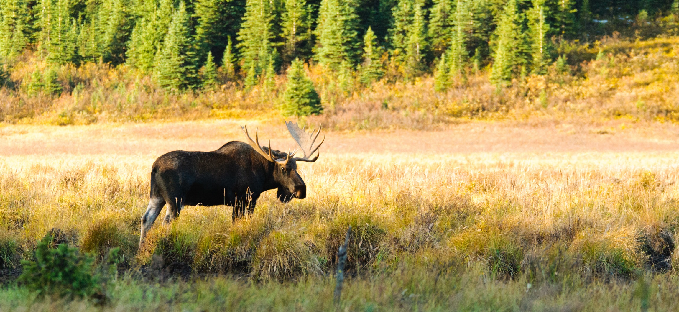 B.C. turns its back on science with changes to wildlife management | B ...