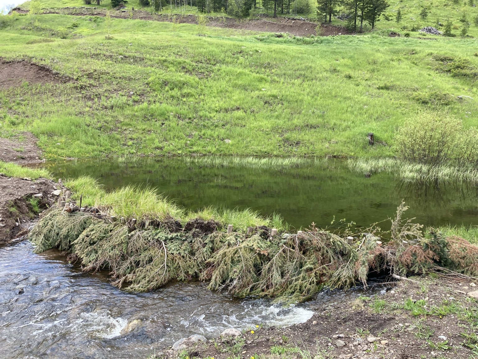 Beaver Dam Analogues regulate stream flow and temperature, enhancing ...