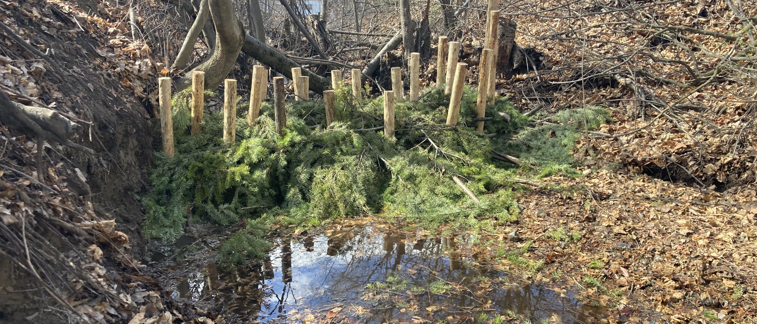 Beaver Dam Analogues regulate stream flow and temperature, enhancing ...
