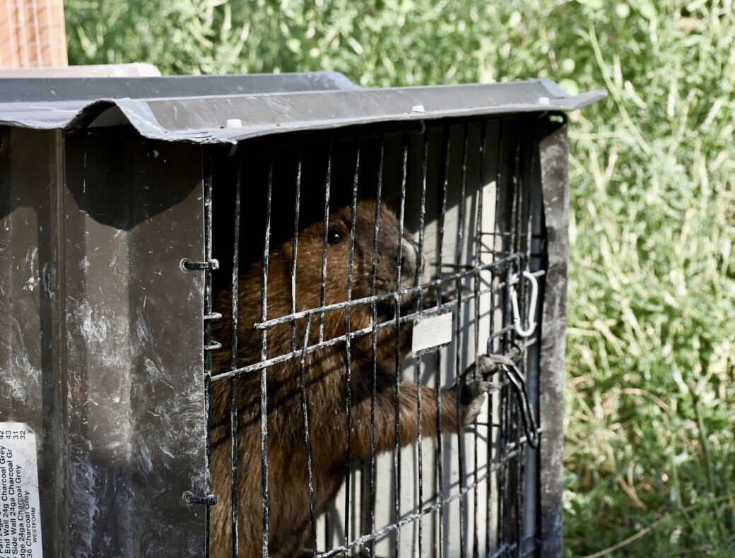 Volunteer-run rehab centre returns beavers to the wild | B.C. Wildlife ...