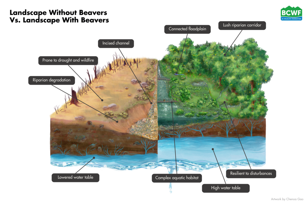 10,000 Wetlands: Using Beaver-Based Restoration to Enhance Watershed ...