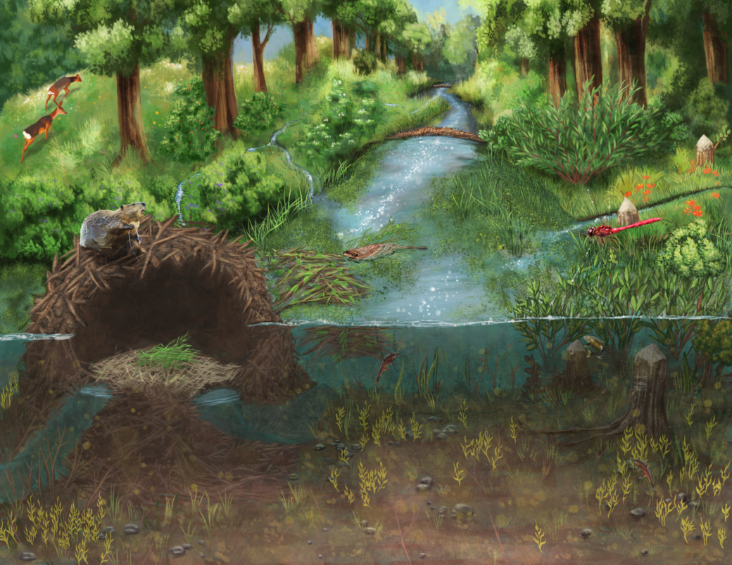 10,000 Wetlands: Using Beaver-Based Restoration to Enhance Watershed ...