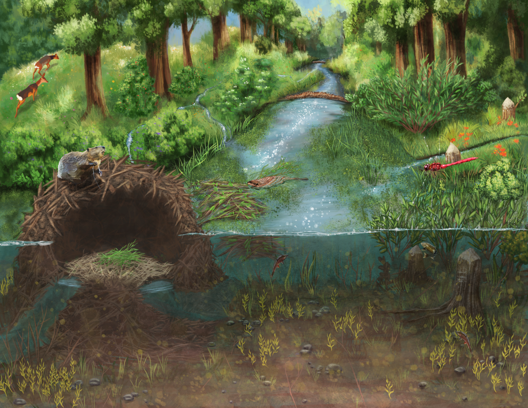 10,000 Wetlands: Using Beaver-Based Restoration to Enhance Watershed ...