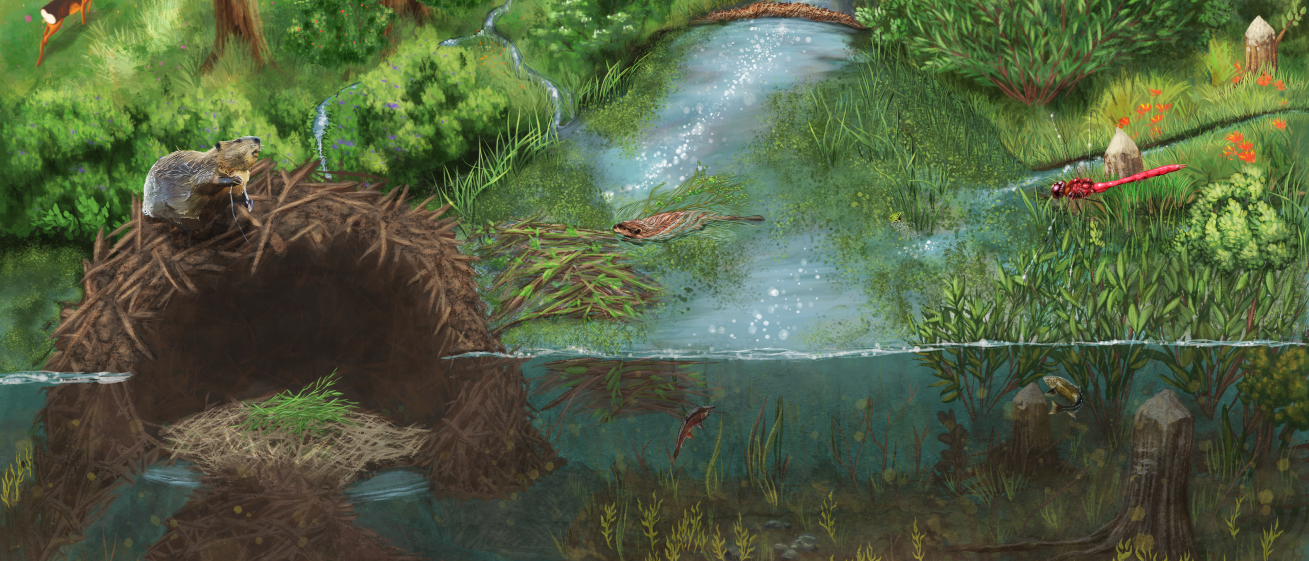 10,000 Wetlands: Using Beaver-Based Restoration to Enhance Watershed ...