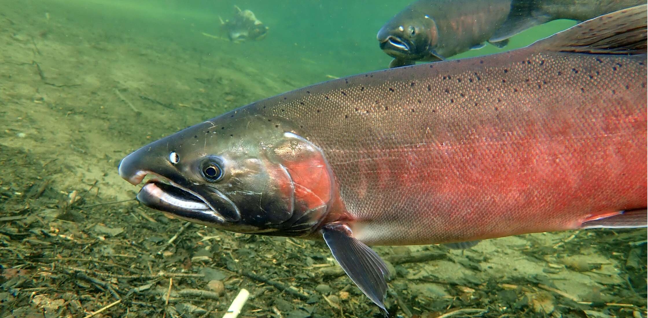 Coho Salmon Face High Mortality After Catch and Release | B.C. Wildlife ...