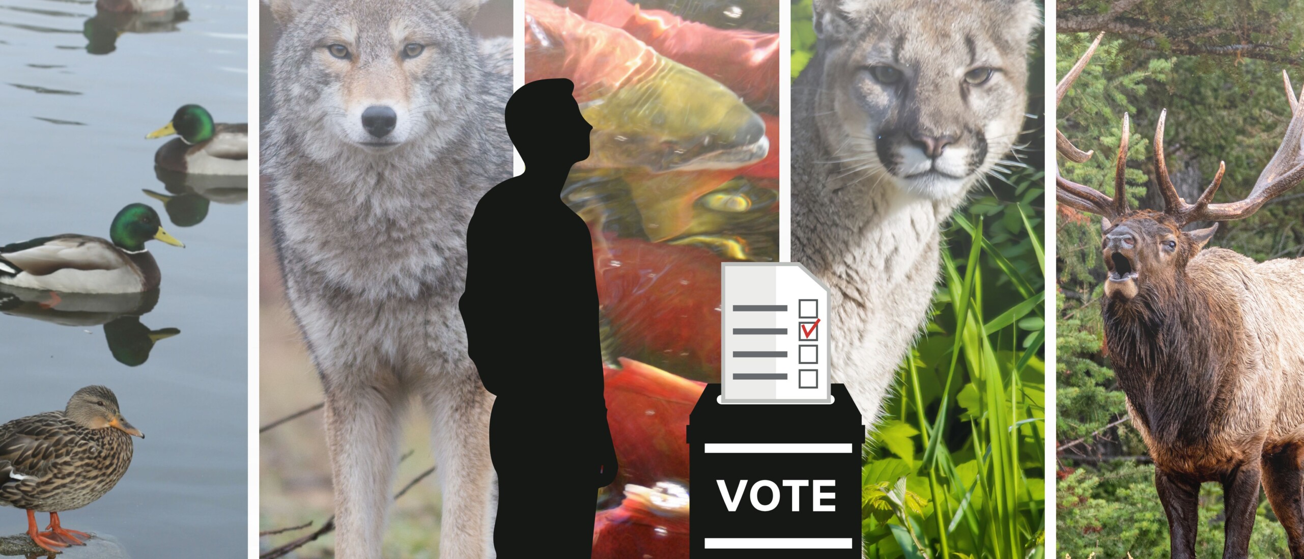 It is up to us to conserve our wild spaces | B.C. Wildlife Federation