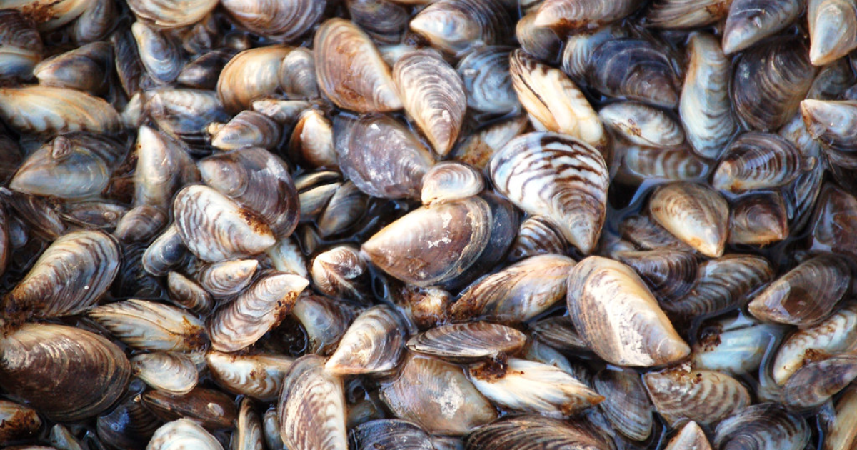 BCWF Petitions Ottawa Over Invasive Mussels in B.C.| B.C. Wildlife ...